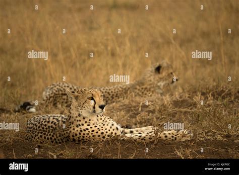 Serengeti National Park Cheetahs Acinonyx Jubatus In Savanna