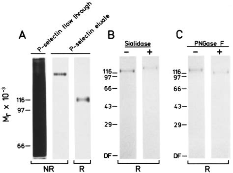 Analysis Of The P Selectin Ligand Purified From 3h Glucosamine Labeled