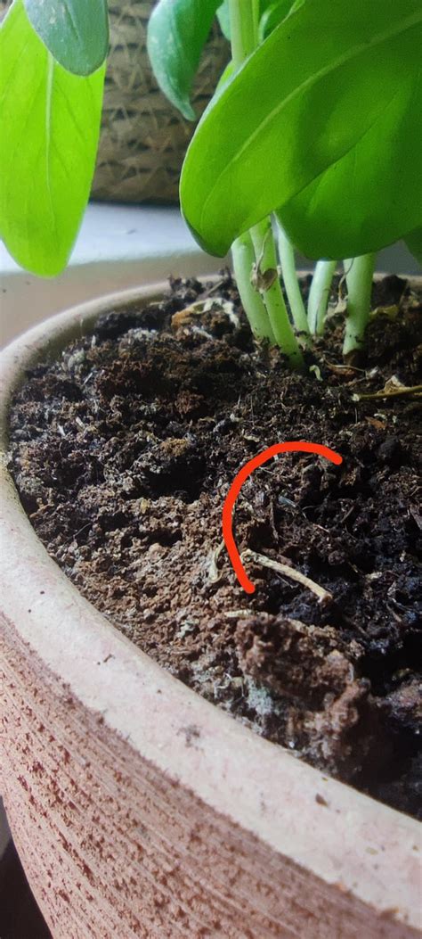 Bugs In Basil Rplantclinic