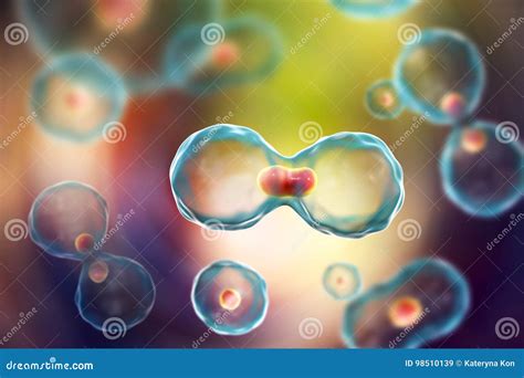 Dividing Cells On Colorful Background Stock Illustration Illustration