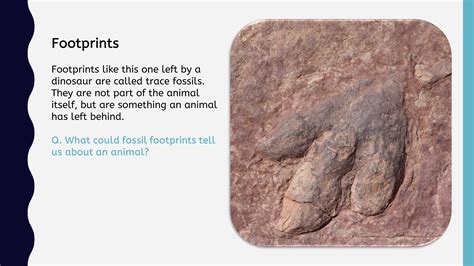 What Can Fossils Tell Us Google Slides Presentation Teaching Resources