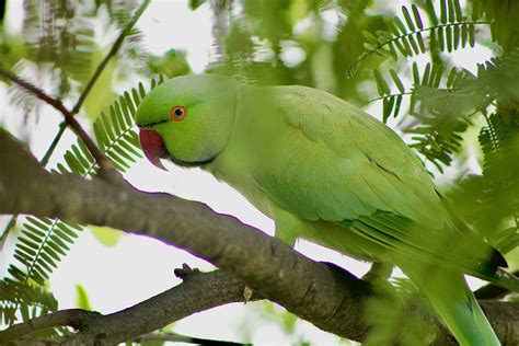Green Parrot Coming In House Meaning At Bruce Lohr Blog