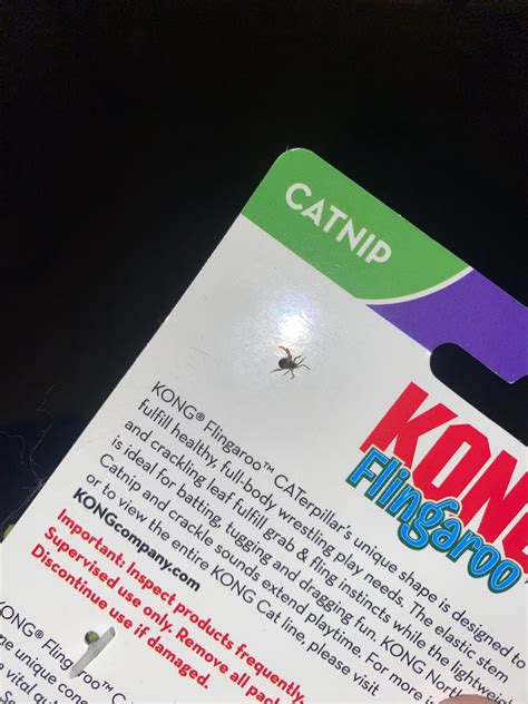 Spider Beetle R Bugidentification