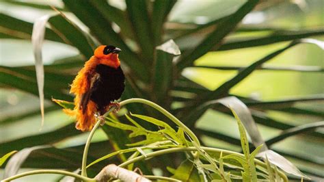 Types Of Red Birds That You Can Spot In The Wild