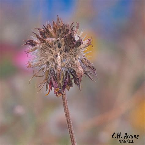 Seeds Are Gone Chuck Arning Seeds Are Gone