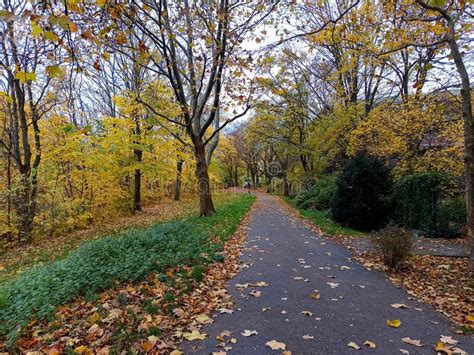 Peaceful Autumn Park Pathway With Colorful Fall Trees And Fallen Leaves