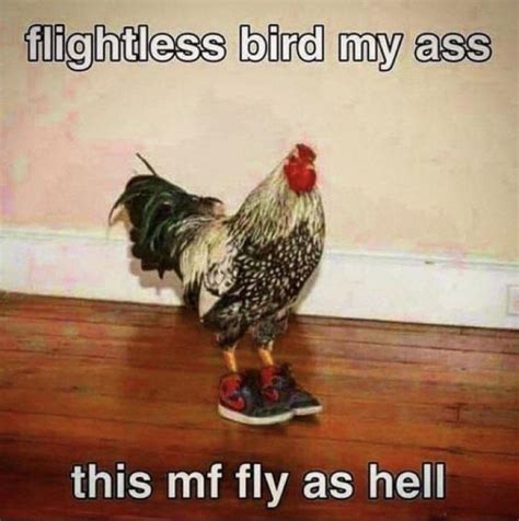 Fresh Memes To Turn Your Brain Off Funny Gallery EBaum S World