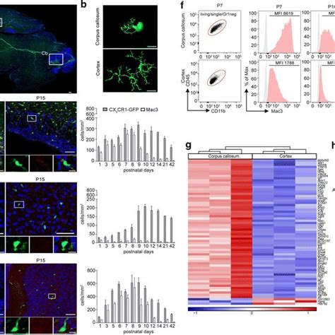 Amoeboid Microglia Population With Distinct Expression Profile