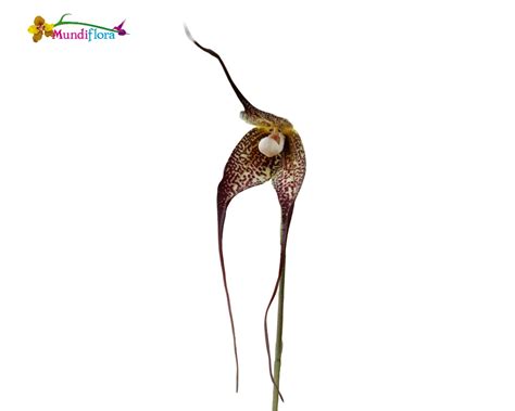 Dracula Chimaera Mundiflora