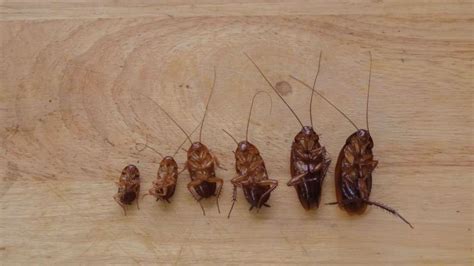 Can Cockroach Swim Uncovering The Aquatic Abilities Of Roaches