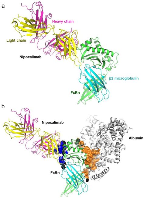 Nipocalimab An Immunoselective Fcrn Blocker That Lowers Igg And Has Unique Molecular Properties