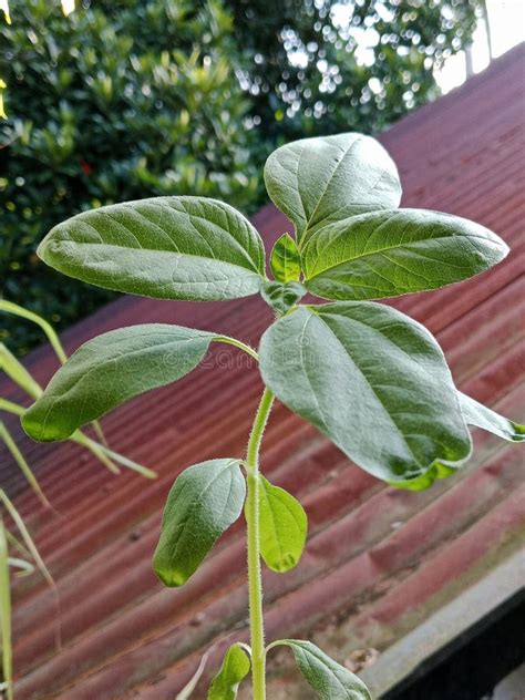 Young Sunflower Plant With Fresh Green Leaves Stock Image Image Of
