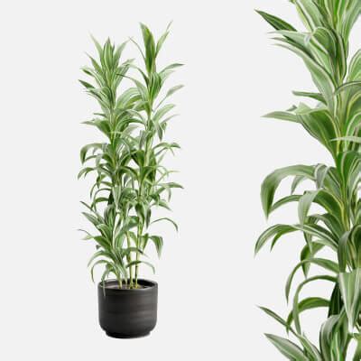 Dracaena Sanderiana Variegata In Dark Planter 3d Model By Allquad