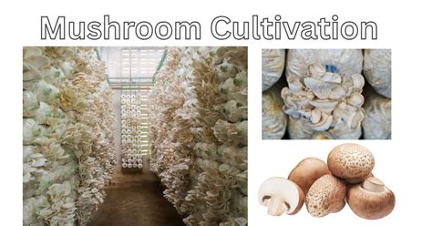 Mushroom Life Cycle Types Cultivation