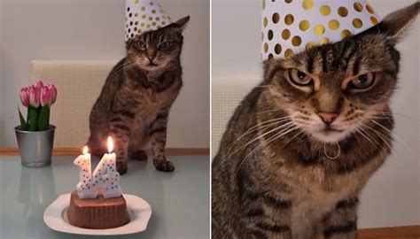 14번째 생일 맞이한 고양이 위해 깜짝 파티 열어줬는데 정작 당사자가 보인 반응은 의외로