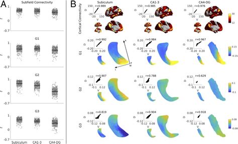 Anatomical And Microstructural Determinants Of Hippocampal Subfield