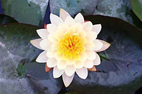 A Light Yellow Nymphaea Flower Stock Image Image Of Term Petals