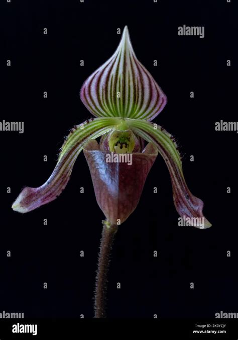 Closeup Front View Of Bright Purple Green And White Flower Of Lady
