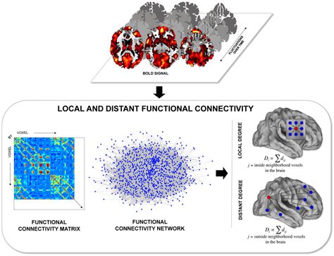 Methods For Identifying Local And Distant Functional Connectivity The