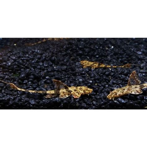 Loricaria Parva Aqua Natura