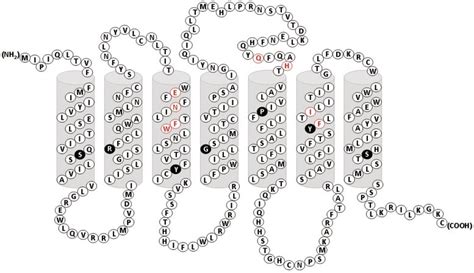 2d Transmembrane Protein Diagram A Convenient Representation Of The