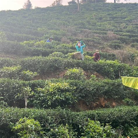 เก็บชากันครับ Chamu Tea โรงงานชาผงคุณภาพ จังหวัดเชียงราย