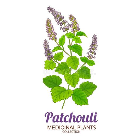 Patchouli Branch Colored Detailed Illustration Stock Vector