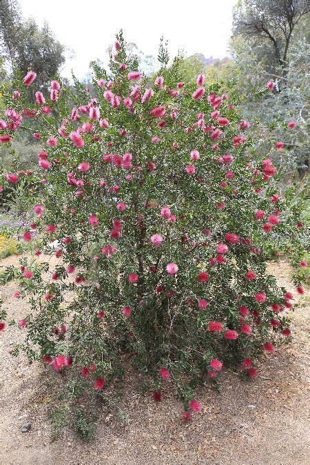 Water Efficient Plants Guide