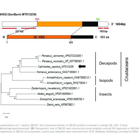 A Schematic Representation Of C Sapidus 17bhsd8 The Conserved Download Scientific Diagram