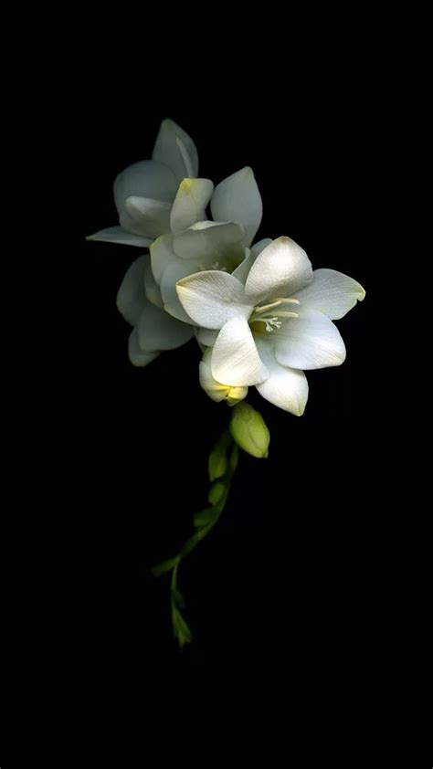 100 Black And White Flower Wallpapers