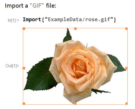 Options Disable Image Resize Mathematica Stack Exchange