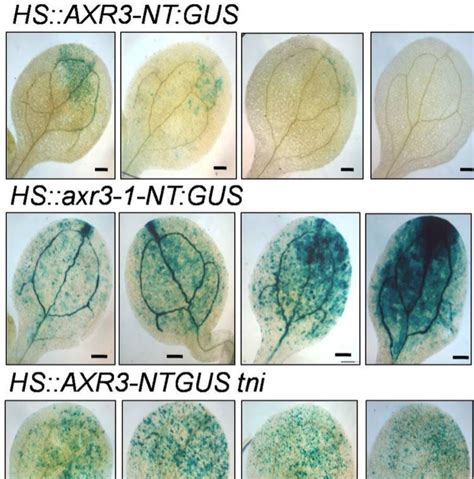 The Ubiquitin Specific Protease Plant Physiology
