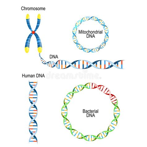 Human Dna Double Helix Circular Prokaryote Chromosome Bacterial Dna And Mitochondrial Dna