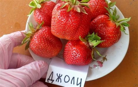 Клубника Джоли: описание сорта, фото и отзывы садоводов