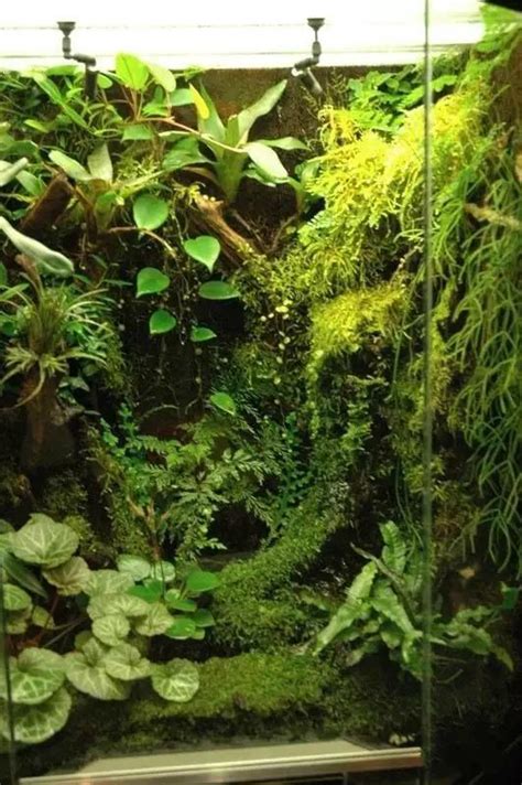 言植空間，生態造景，植物科普，精美的中小型雨林缸 每日頭條