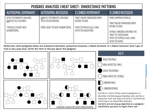 Sickle Cell Anemia Pedigree Worksheet Artofit