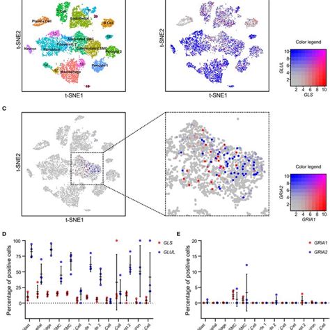 A Comprehensive Analysis Of Nervous System Associated Transcripts In Download Scientific