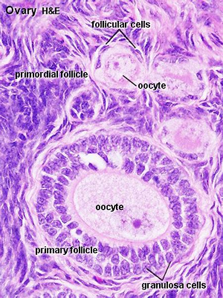 Bgda Practical Female Reproductive Tract Histology Embryology