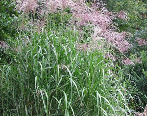 Grass Japanese Silver ‘huron Sunrise Upright Stiff Lush Burgundy