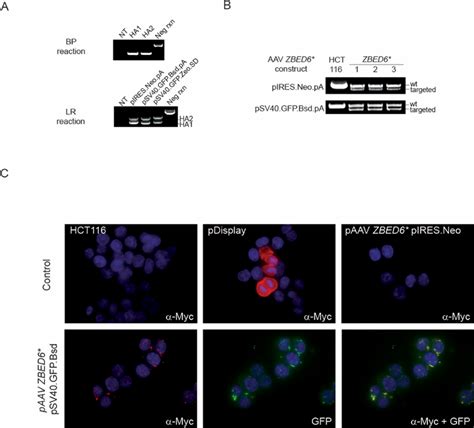 Recombination Based Generation Of Raav Targeting Constructs With A