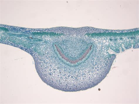 1012 Plants Valley Microscope