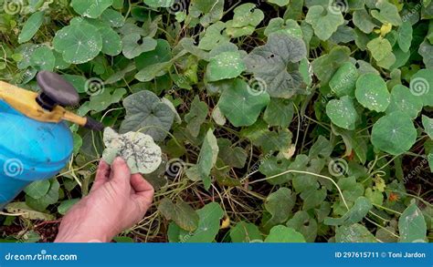 Farmer Spraying Organic Insecticide To Combat Pests On Plants