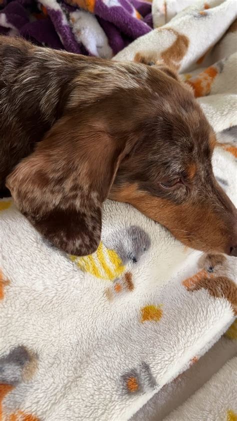 Twitching Ear Rdogadvice