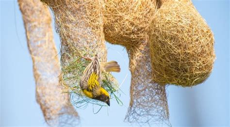 Birds Without Borders Baya Weavers The Birds That Attract Mates With