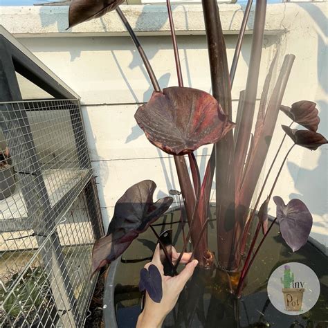 Tiny Pot Tiny Pot Added A New Photo