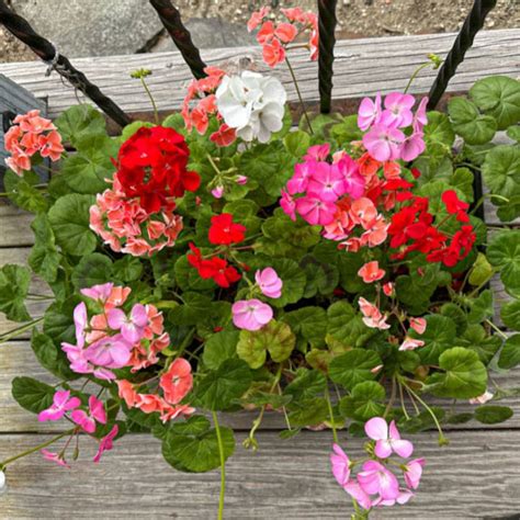Multibloom Mix Geranium Pinetree Garden Seeds