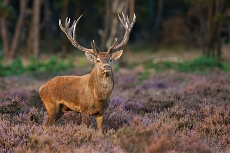 Opening Wildseizoen | Wild Natuurlijk!