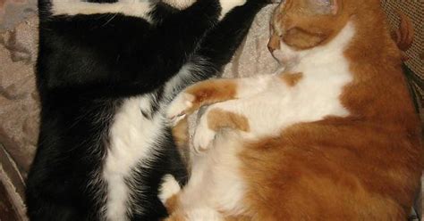 Snuggly Cat Nap Time Imgur