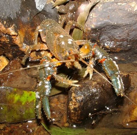 Euastacus Setosus ~ Crayfish Crawfis Huna Lobster Galery