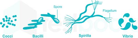 Vibrio Bacteria Shape